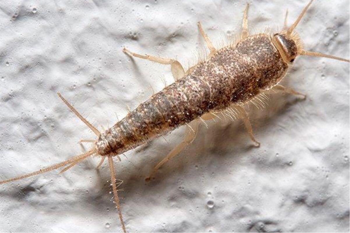 Papiervisjes bestrijden | Ervaren bestrijders [Effectieve bestrijding]