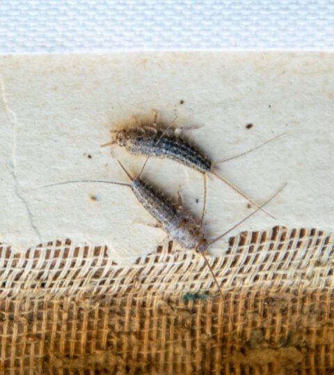 Papiervisjes bestrijden | Ervaren bestrijders [Effectieve bestrijding]